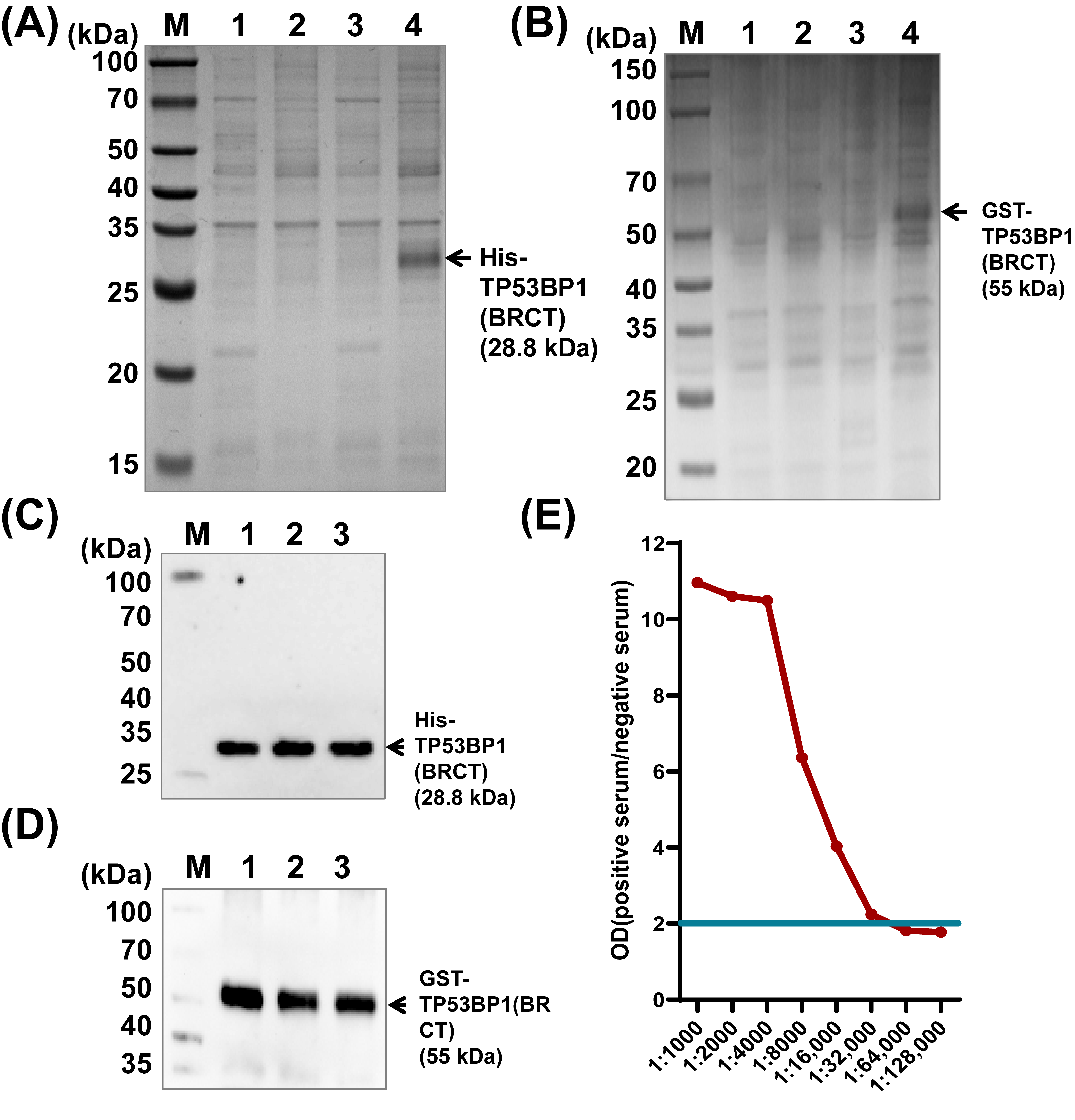 Chicken lncRNA-9802 Induces the S Phase Arrest in the T Lymphocyte ...