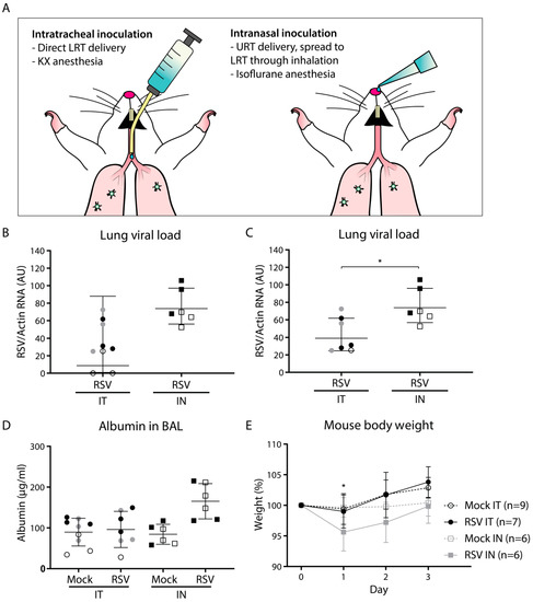 Pathogenesis of Respiratory Syncytial Virus Infection in BALB/c Mice ...
