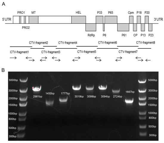 Identification of Key Residues Required for RNA Silencing Suppressor ...