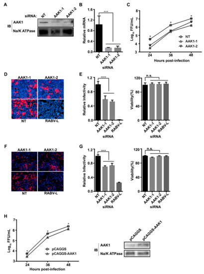 Viruses | Free Full-Text | The Serine/Threonine Kinase AP2-Associated ...