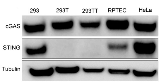 SV40 Large T Antigen Is Not Responsible for the Loss of STING in 293T ...