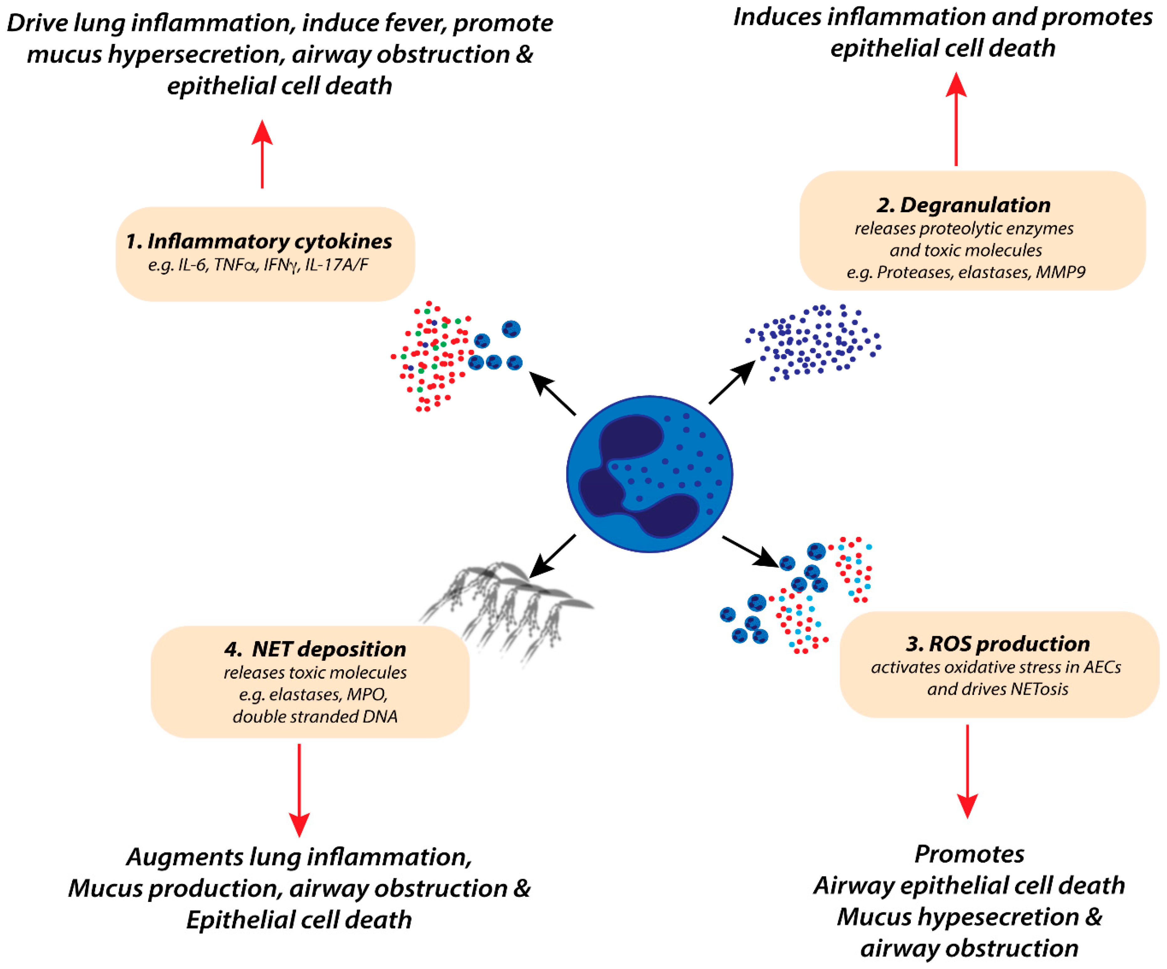 Viruses Free Full Text The Contribution Of Neutrophils To The Viruses Free Full Text The Contribution Of Neutrophils To The