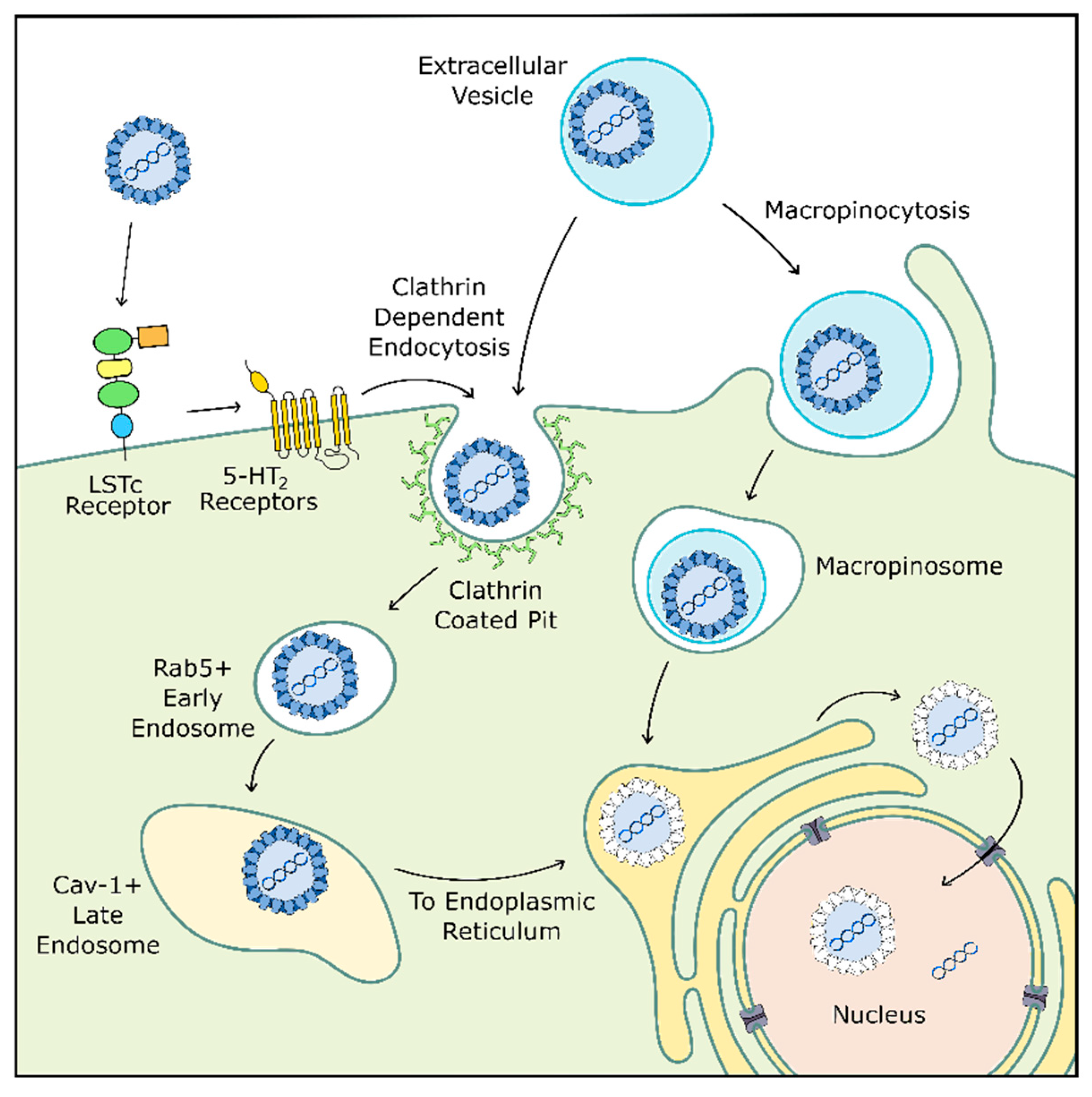 Viruses Free Full Text Fifty Years Of JC Polyomavirus A Brief Viruses Free Full Text Fifty Years Of JC Polyomavirus A Brief