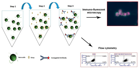 Viruses | Free Full-Text | A Cell-Based Capture Assay for Rapid Virus ...