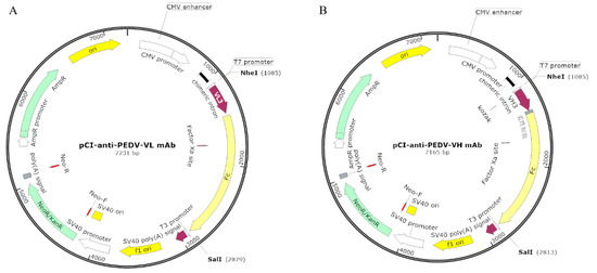 Expression and Purification of a PEDV-Neutralizing Antibody and Its ...