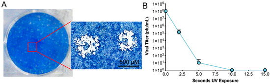 Effect of Inactivation Methods on SARS-CoV-2 Virion Protein and Structure