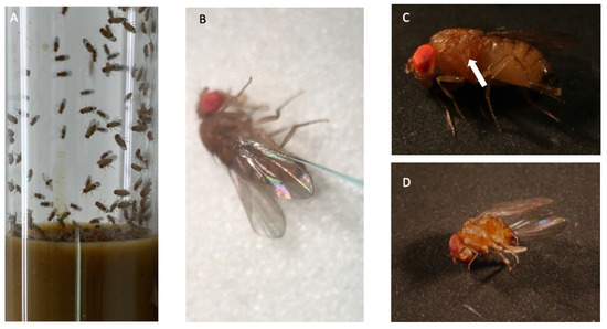 Organization of the Structural Protein Region of La Jolla Virus ...
