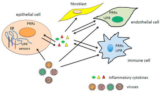 ER Stress, UPR Activation and the Inflammatory Response to Viral Infection