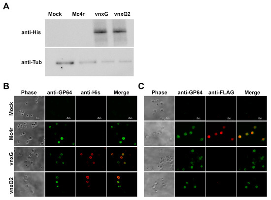 Polydnavirus Innexins Disrupt Host Cellular Encapsulation and Larval ...
