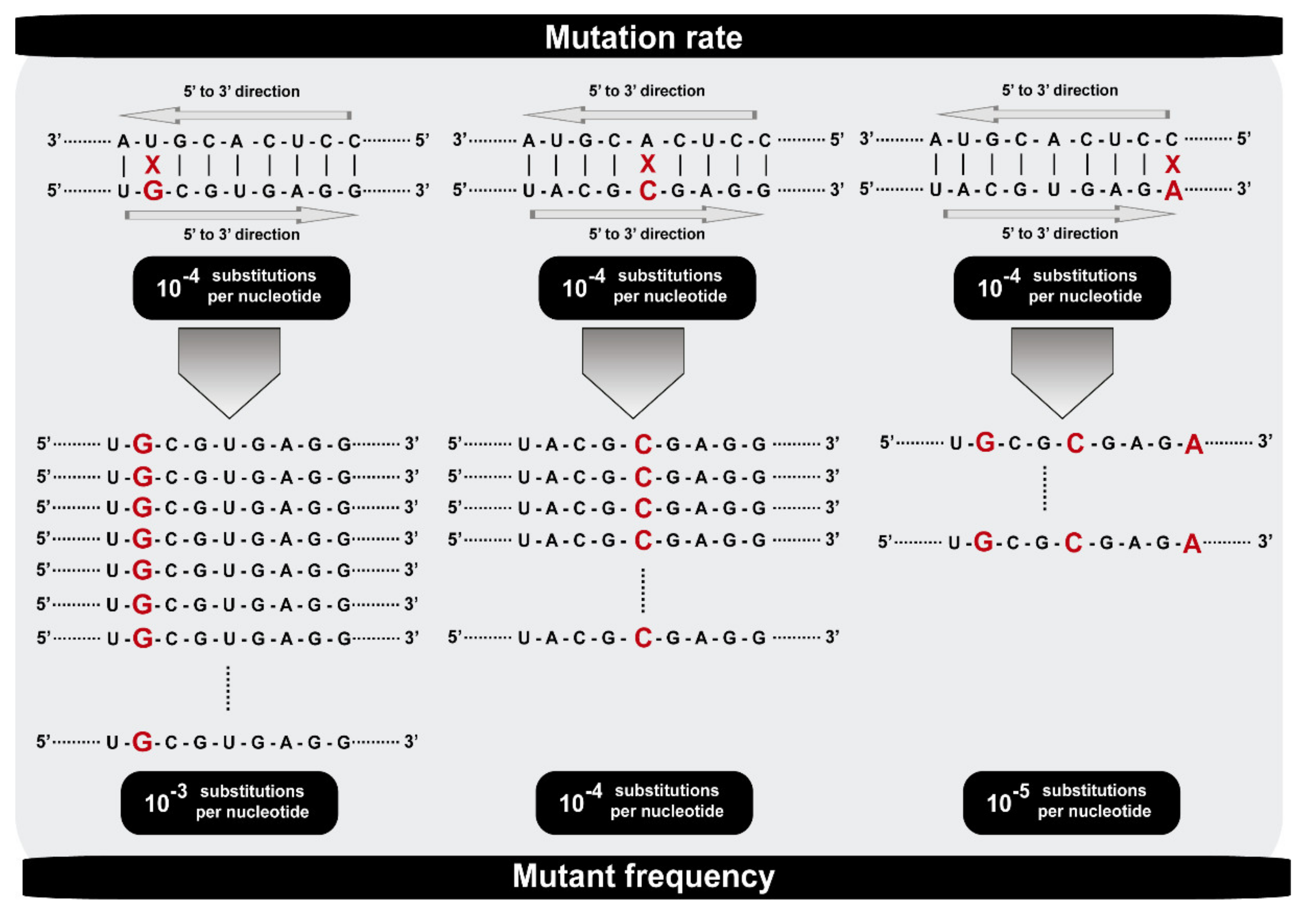 Viruses Free Full Text Mutation Rates Mutation Frequencies And Viruses Free Full Text Mutation Rates Mutation Frequencies And