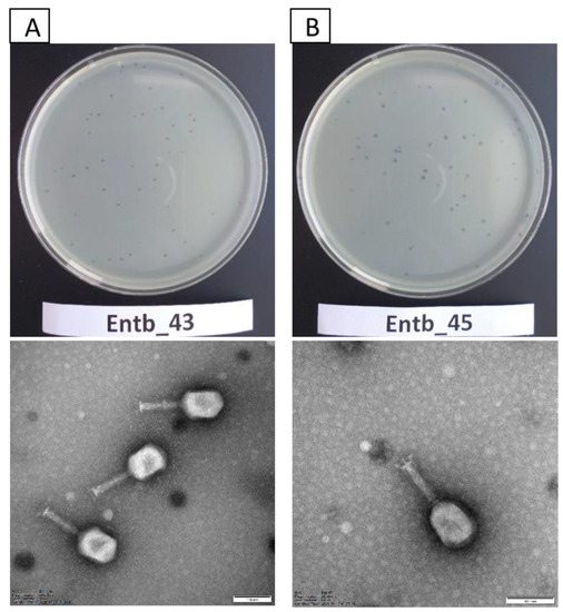 Two Newly Isolated Enterobacter-Specific Bacteriophages: Biological ...