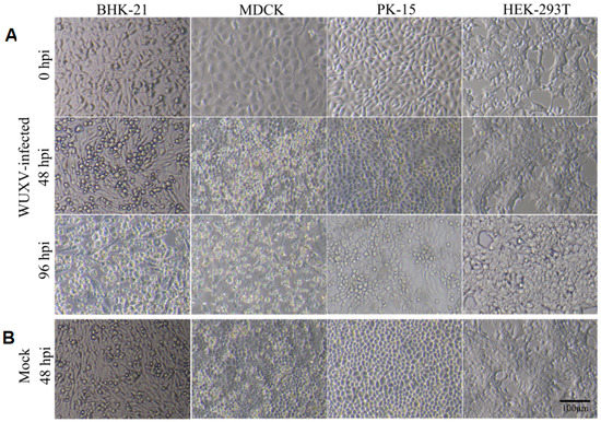 Viruses | Free Full-Text | In Vitro Infection Dynamics of Wuxiang Virus ...