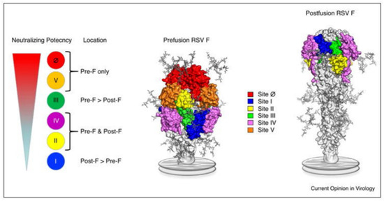 Neutralizing and Epitope-Specific Antibodies against Respiratory ...