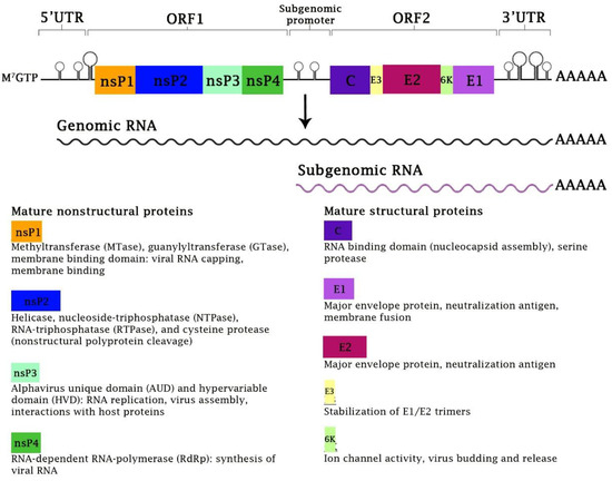 Understanding the Biology and Immune Pathogenesis of Chikungunya Virus ...