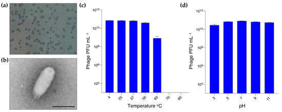 Expansion of Kuravirus-like Phage Sequences within the Past Decade ...