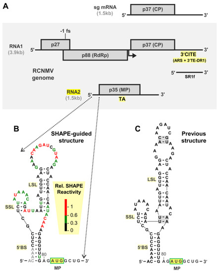 Viruses | Free Full-Text | Structure-Based Regulatory Role for the 5 ...