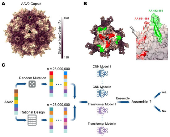 Computer-Aided Directed Evolution Generates Novel AAV Variants with ...