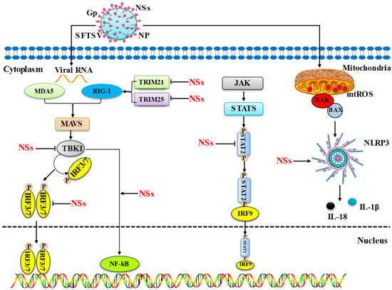 Recent Advances in the Study of the Immune Escape Mechanism of SFTSV ...