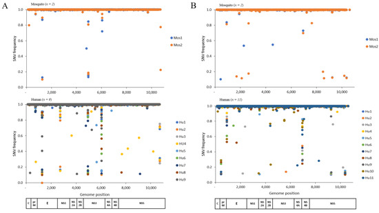 Intrahost Genetic Diversity of Dengue Virus in Human Hosts and Mosquito Vectors under Natural ...