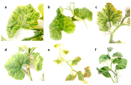 Genetic Variation between Asian and Mediterranean Populations of ...