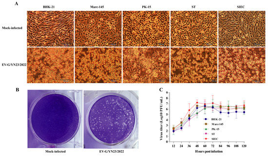 First Identification and Pathogenicity Evaluation of an EV-G17 Strain ...