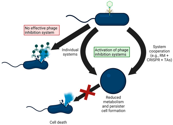 Phage-Defense Systems Are Unlikely to Cause Cell Suicide