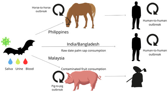 Updated Insights into the Phylogenetics, Phylodynamics, and Genetic ...