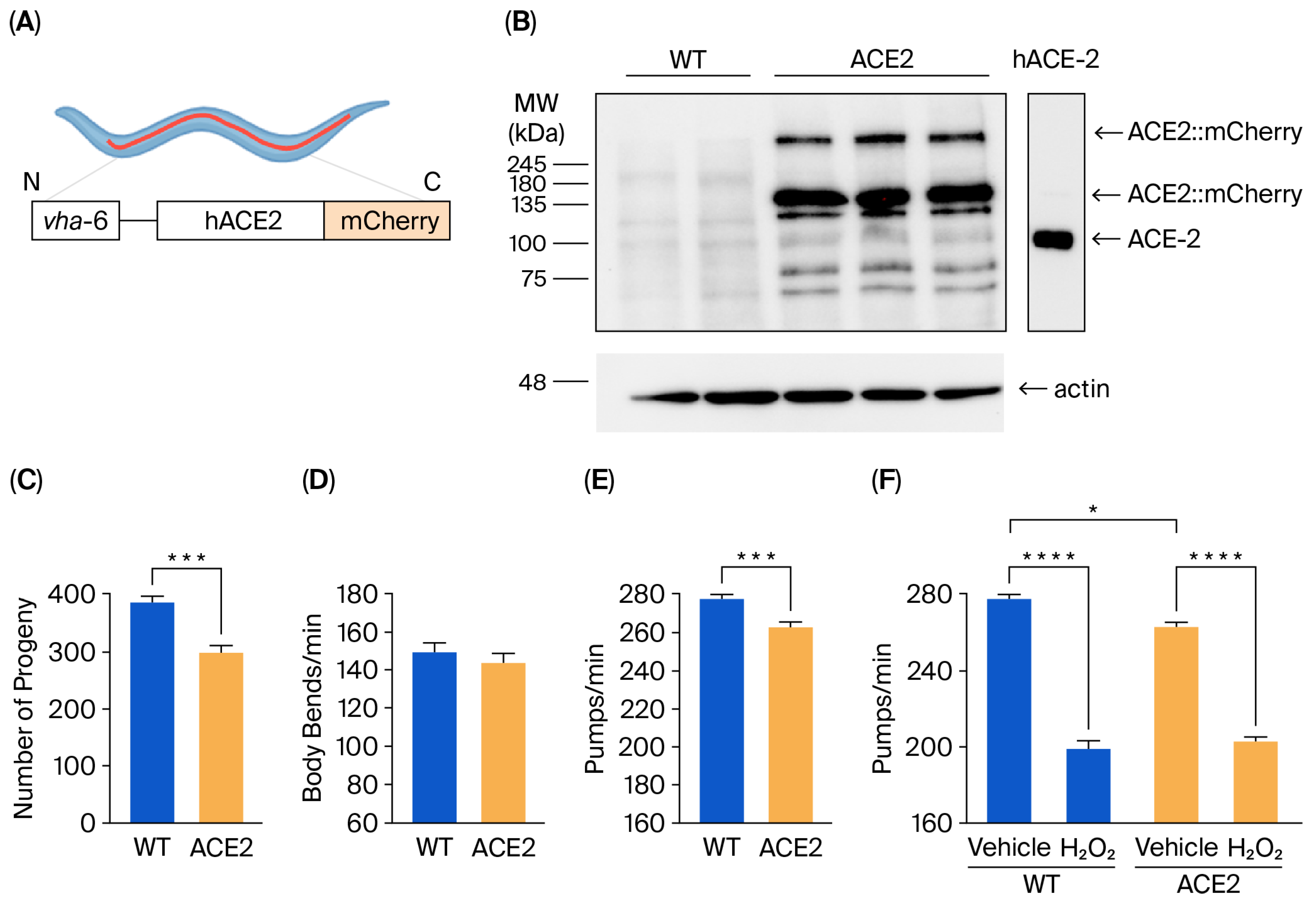 SARS-CoV-2 Entry Can Be Mimicked in C. elegans Expressing Human ACE2: A ...