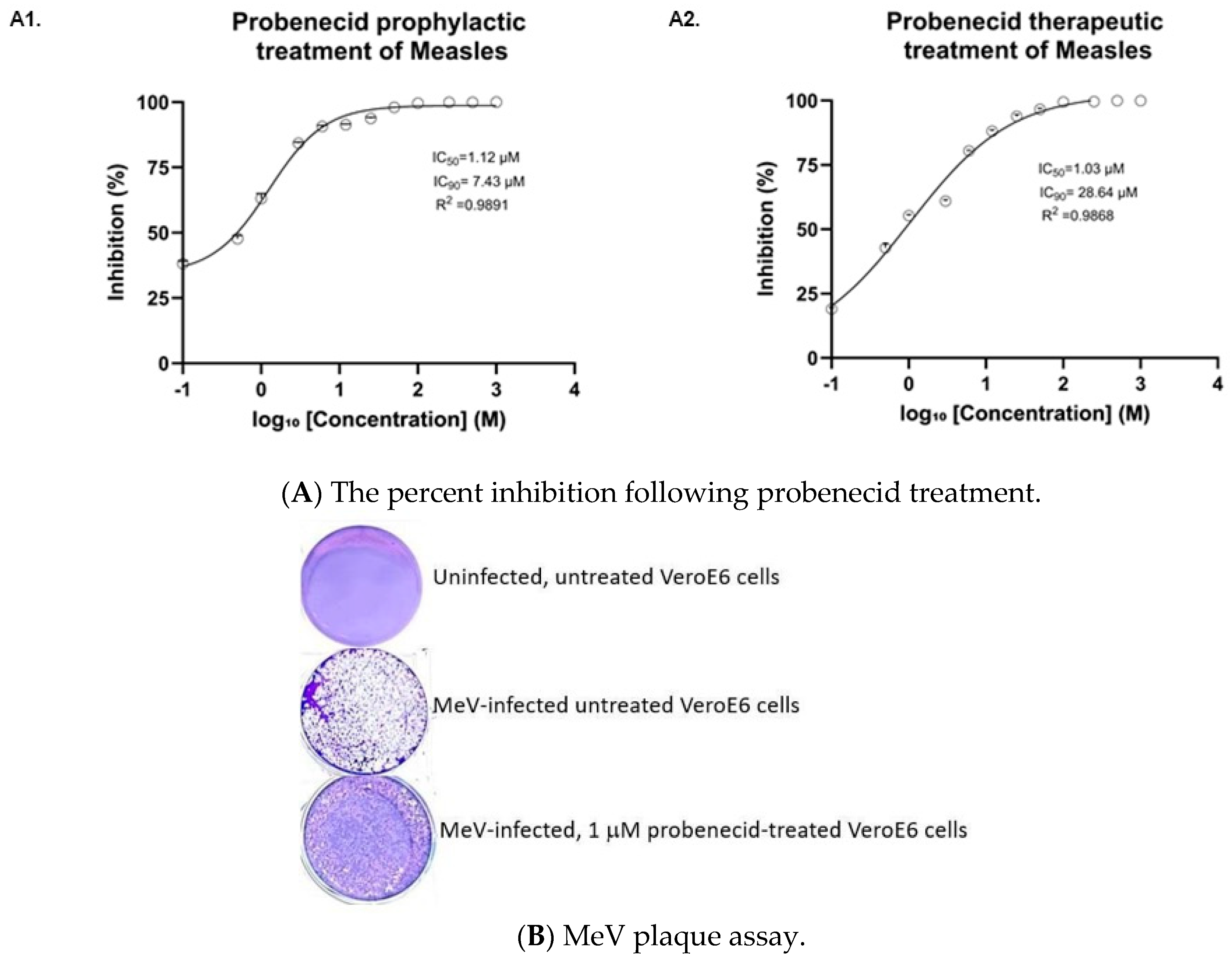 Probenecid Treatment Inhibits Replication of the Edmonston Measles ...