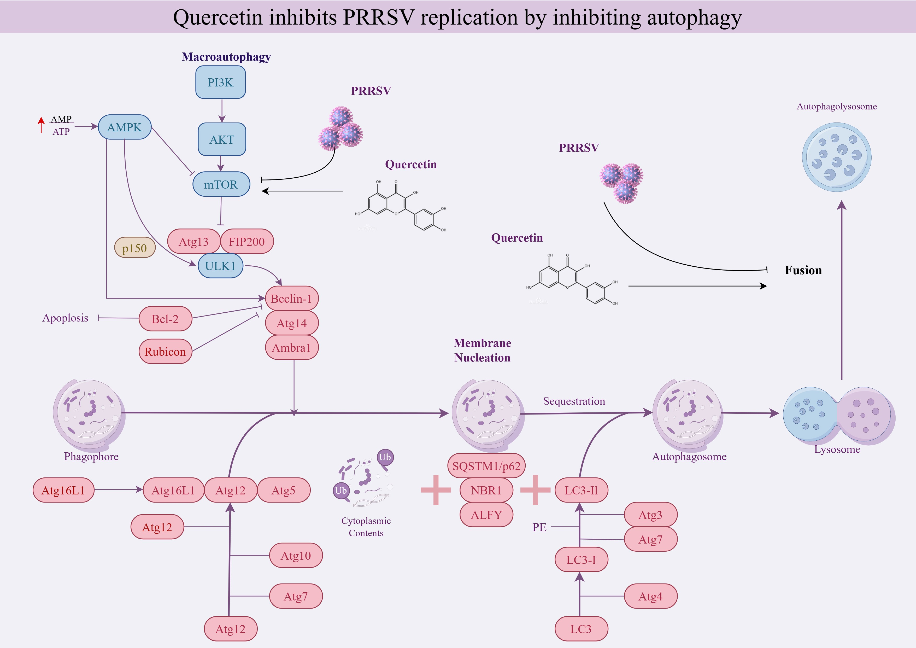 Quercetin Regulates Autophagy to Inhibit PRRSV Replication Through the ...