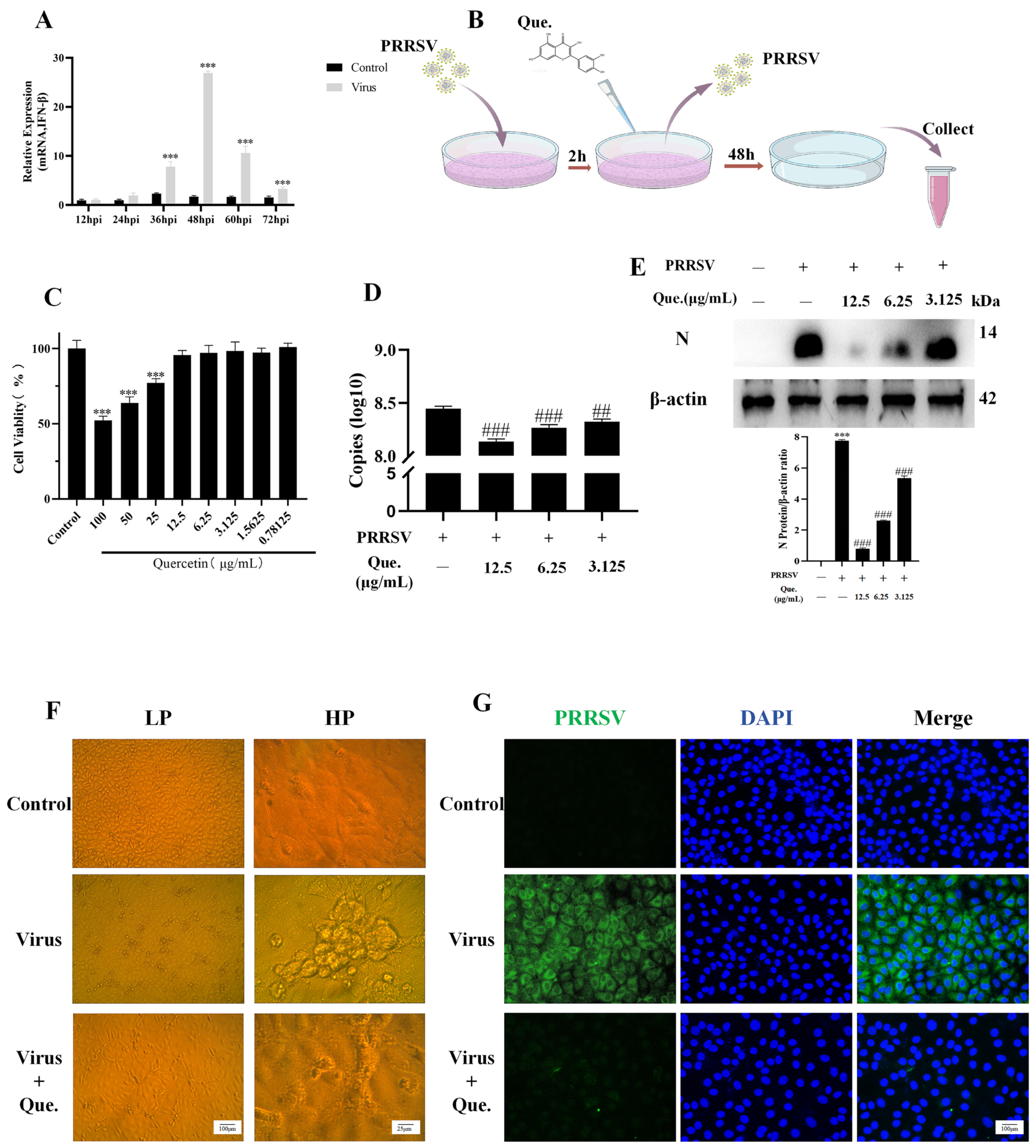 Quercetin Regulates Autophagy to Inhibit PRRSV Replication Through the ...
