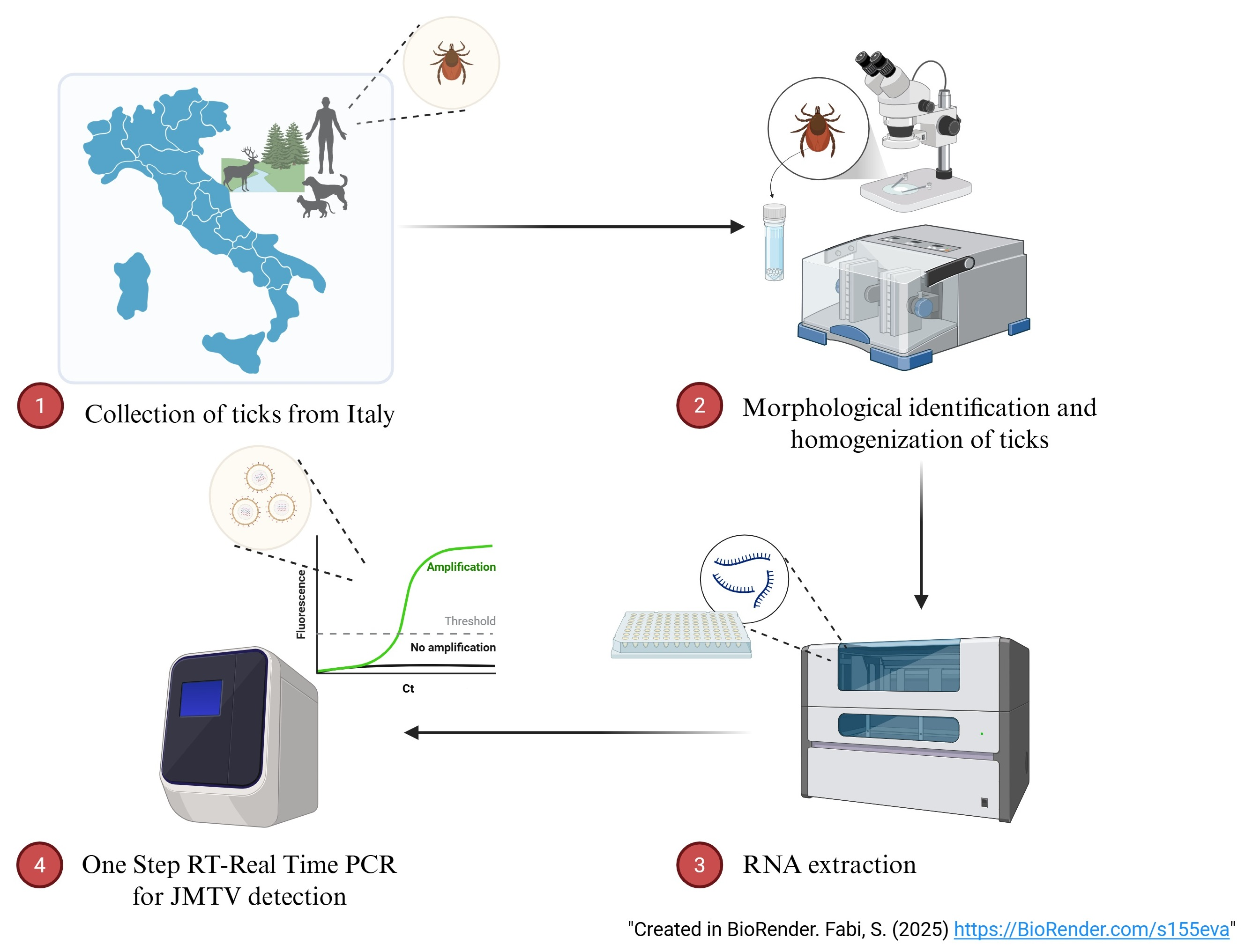 First Detection of Jingmen Tick Virus in Hard Ticks Collected Across ...