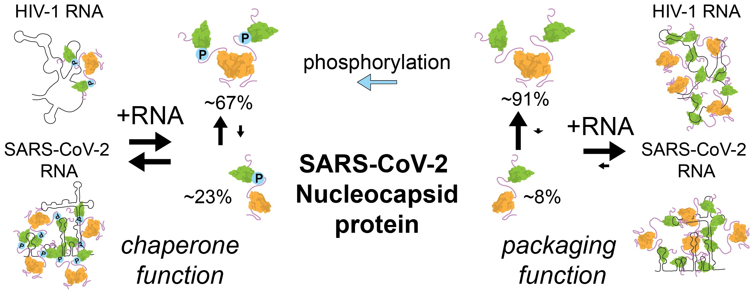 Mechanism of SARS-CoV-2 Nucleocapsid Protein Phosphorylation-Induced ...