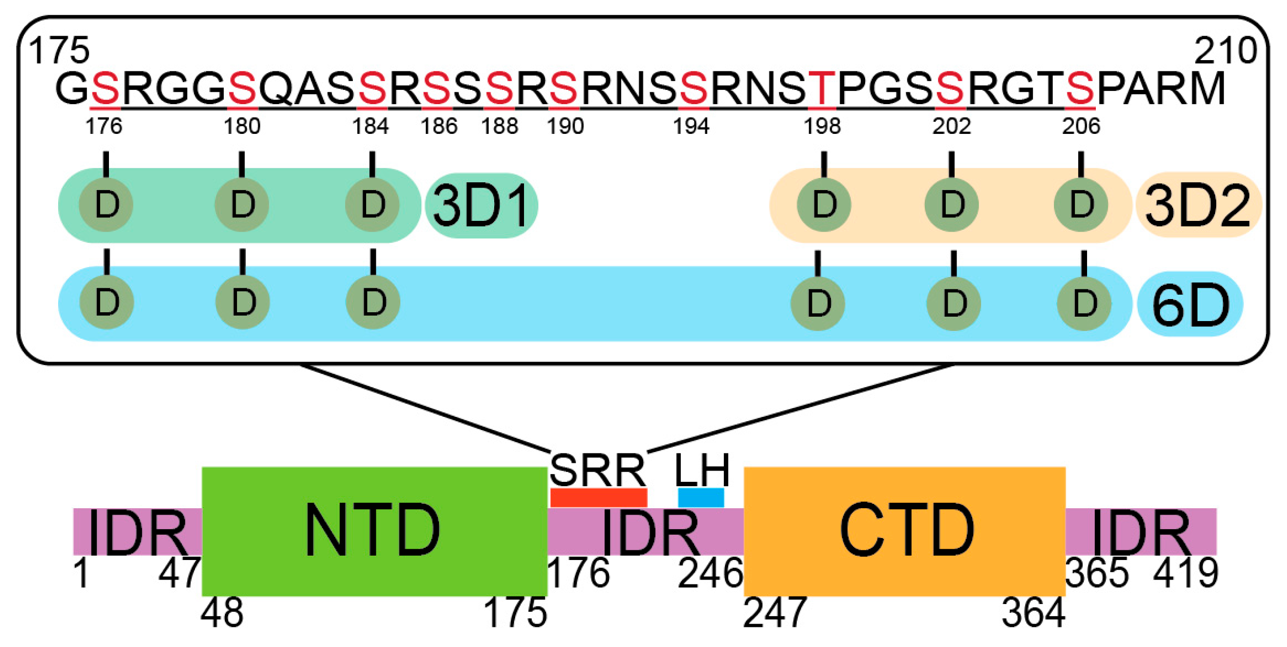 Mechanism of SARS-CoV-2 Nucleocapsid Protein Phosphorylation-Induced ...
