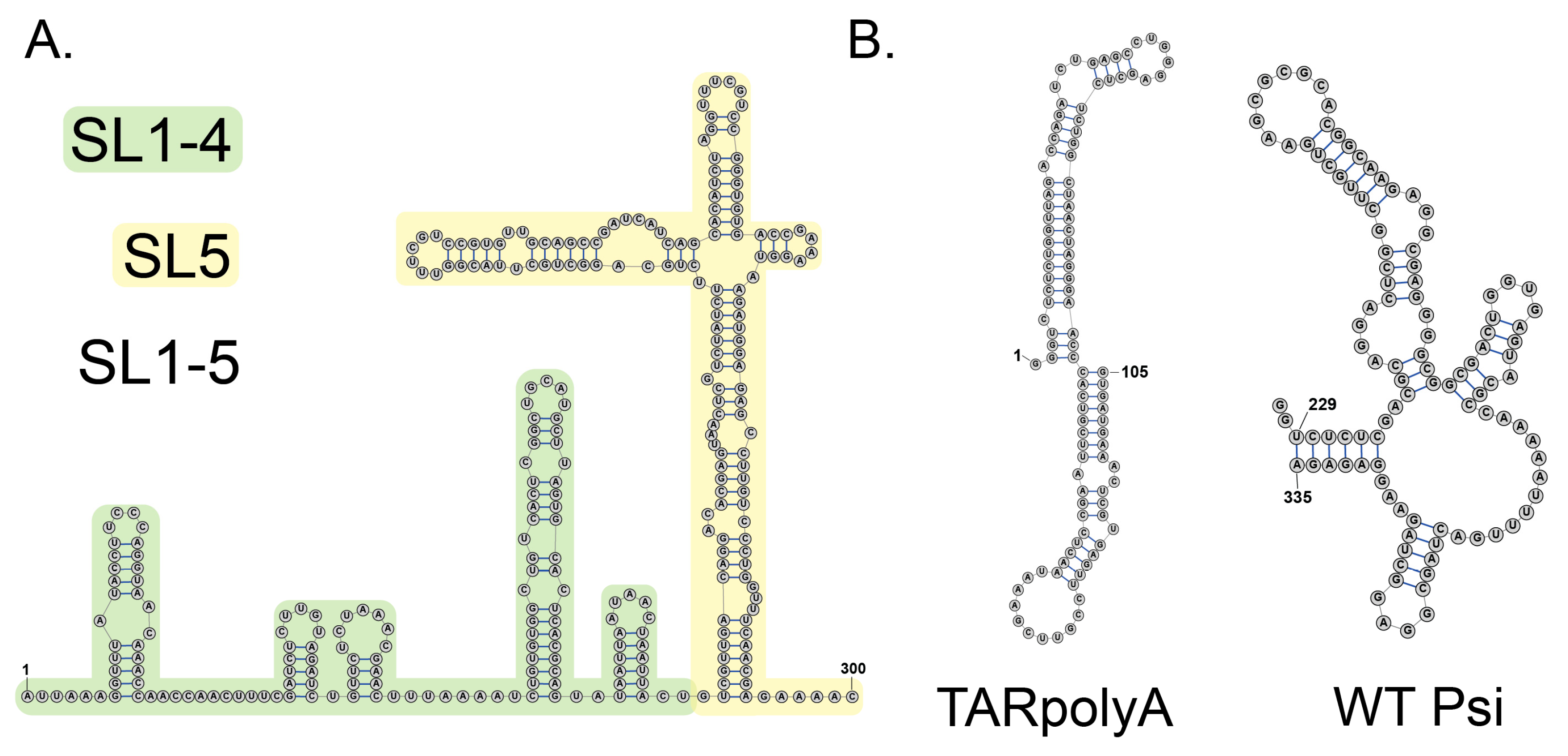 Mechanism of SARS-CoV-2 Nucleocapsid Protein Phosphorylation-Induced ...