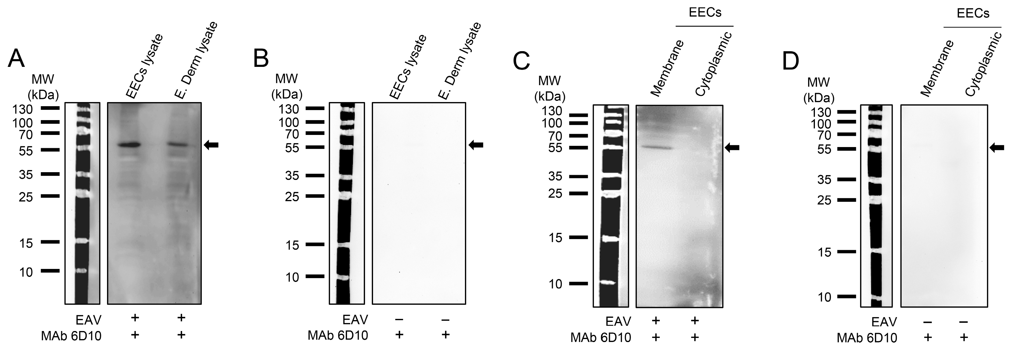 Cell Surface Vimentin Is an Attachment Factor That Facilitates Equine ...