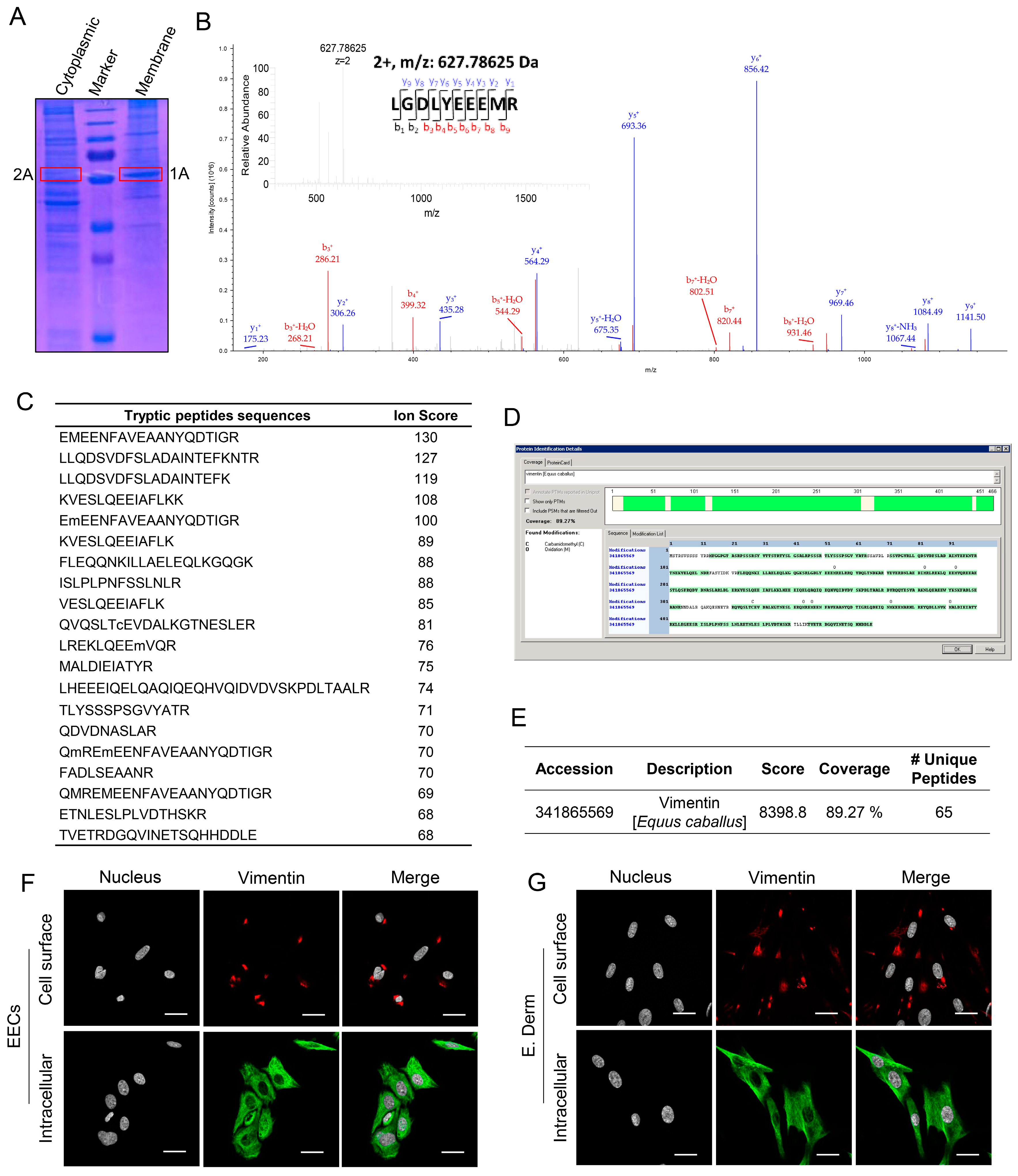 Cell Surface Vimentin Is an Attachment Factor That Facilitates Equine ...