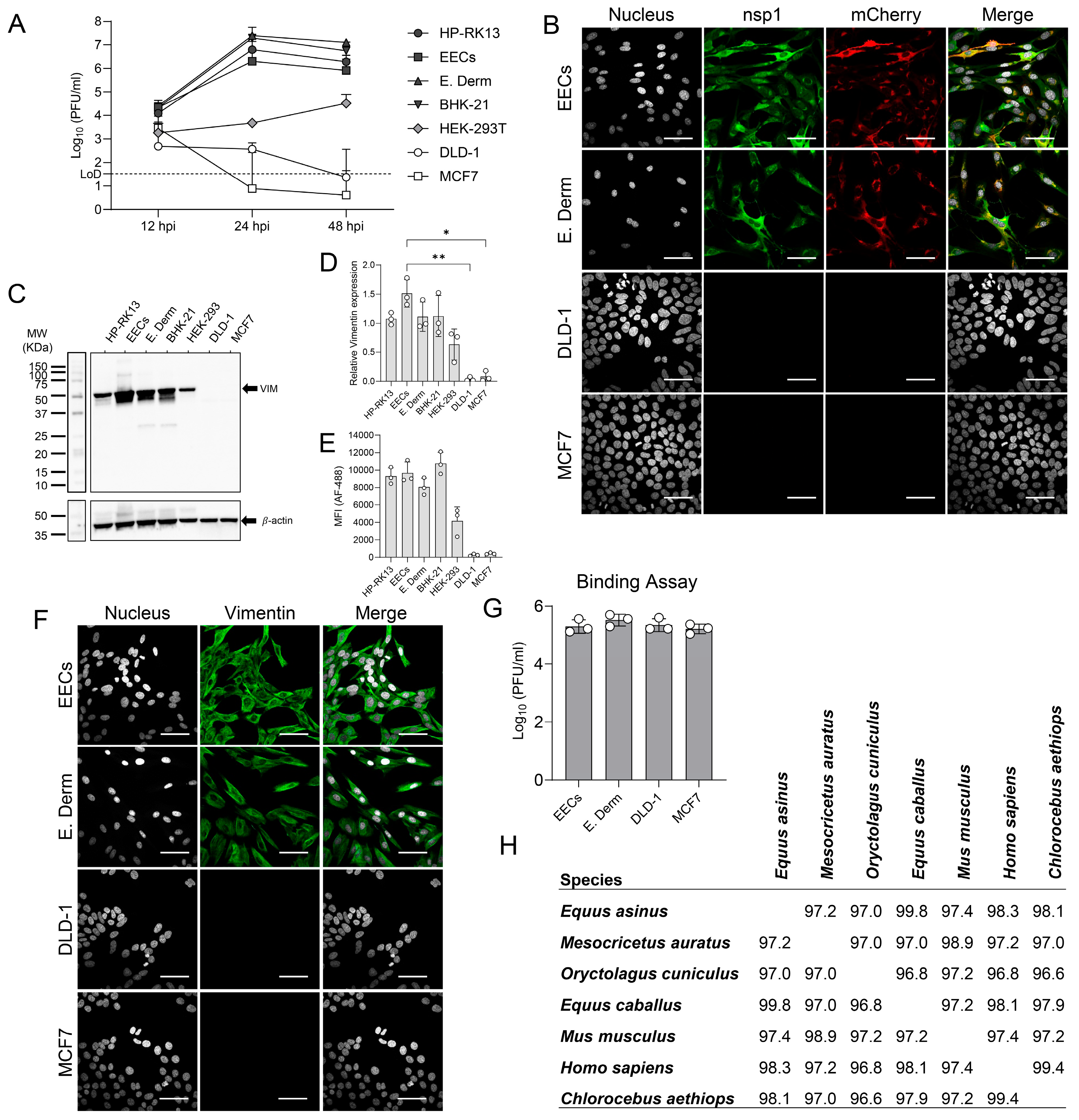 Cell Surface Vimentin Is an Attachment Factor That Facilitates Equine ...