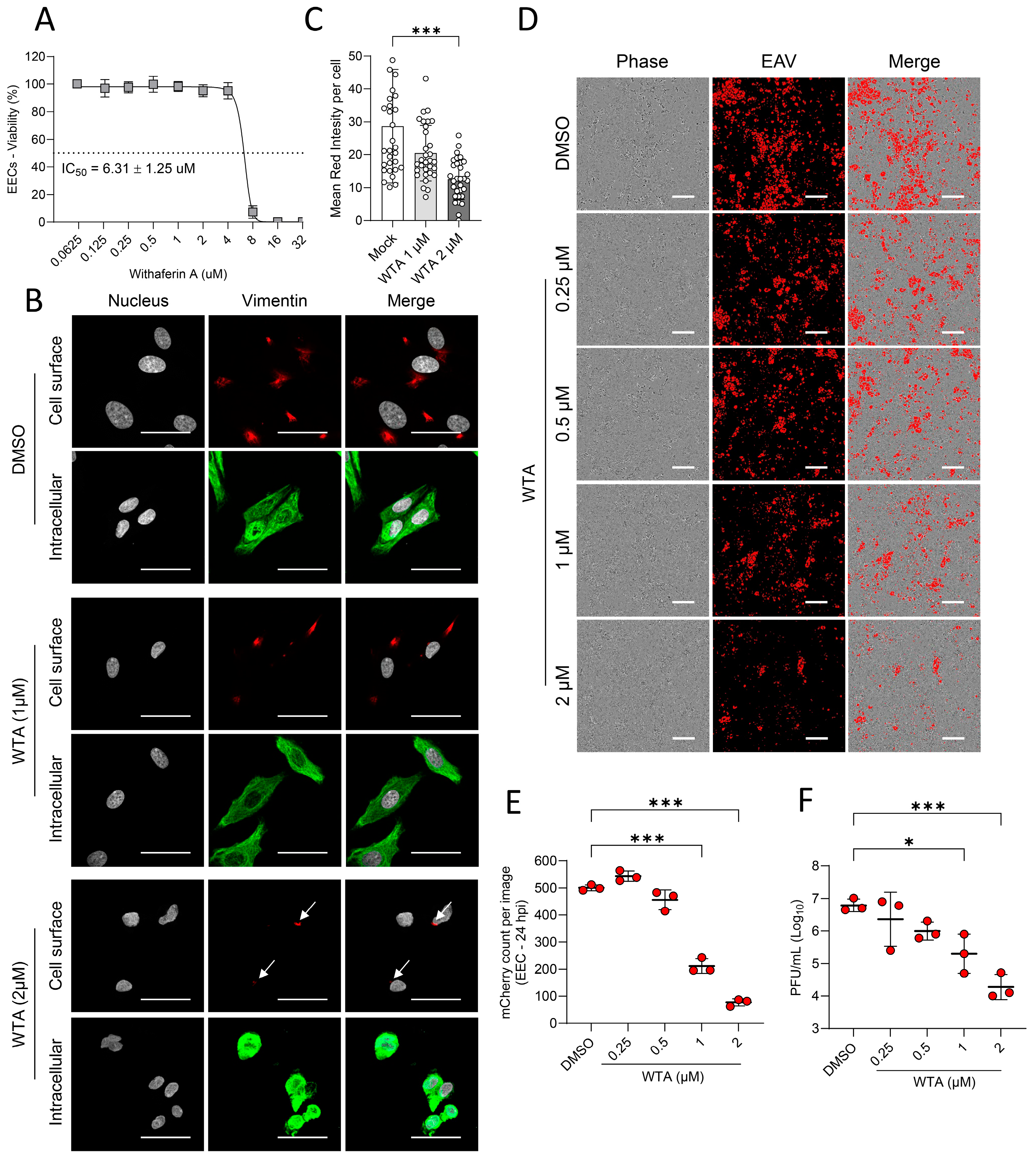 Cell Surface Vimentin Is an Attachment Factor That Facilitates Equine ...