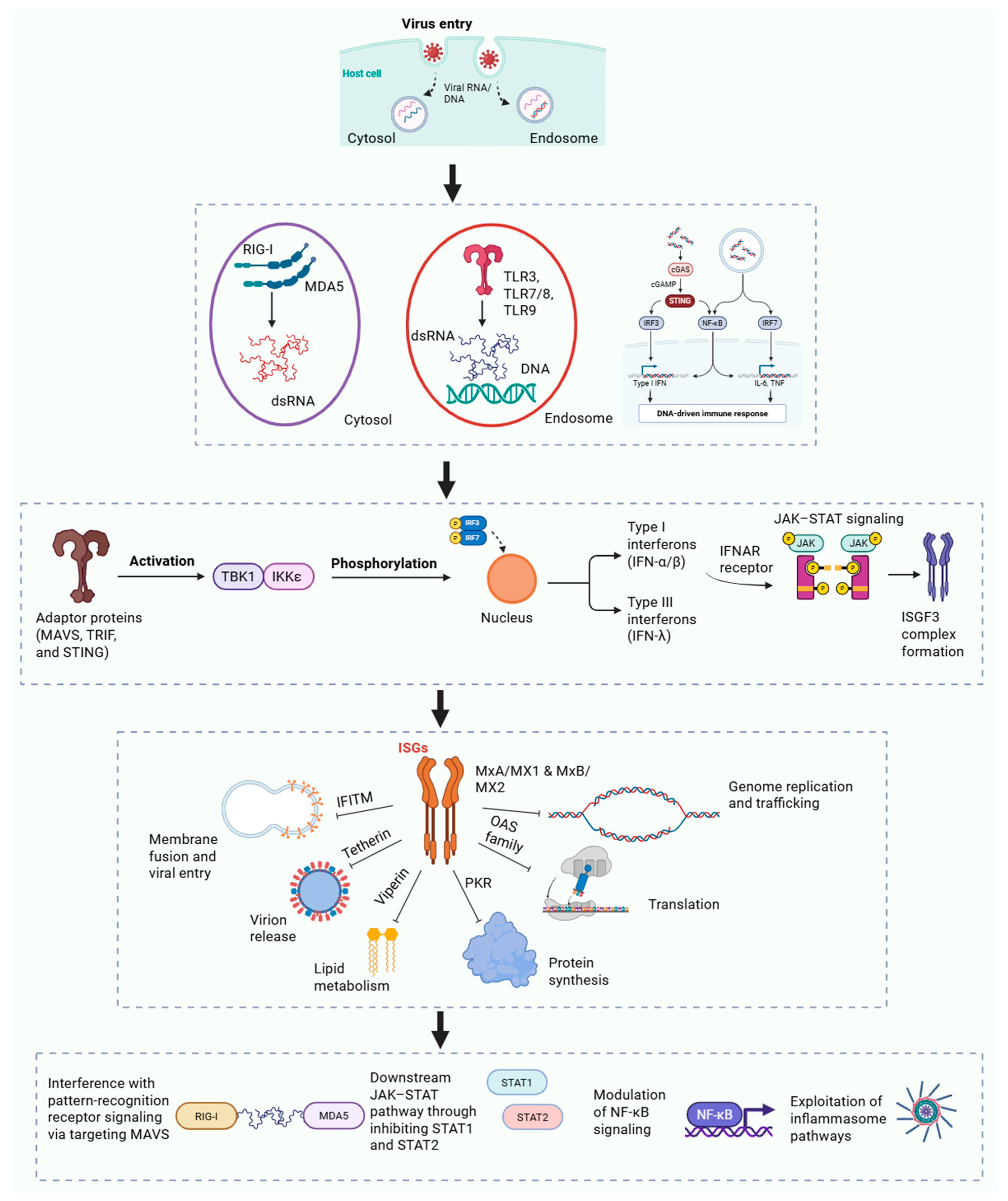 Host Cell Virus Interactions: Molecular Mechanisms, Immune Modulation ...