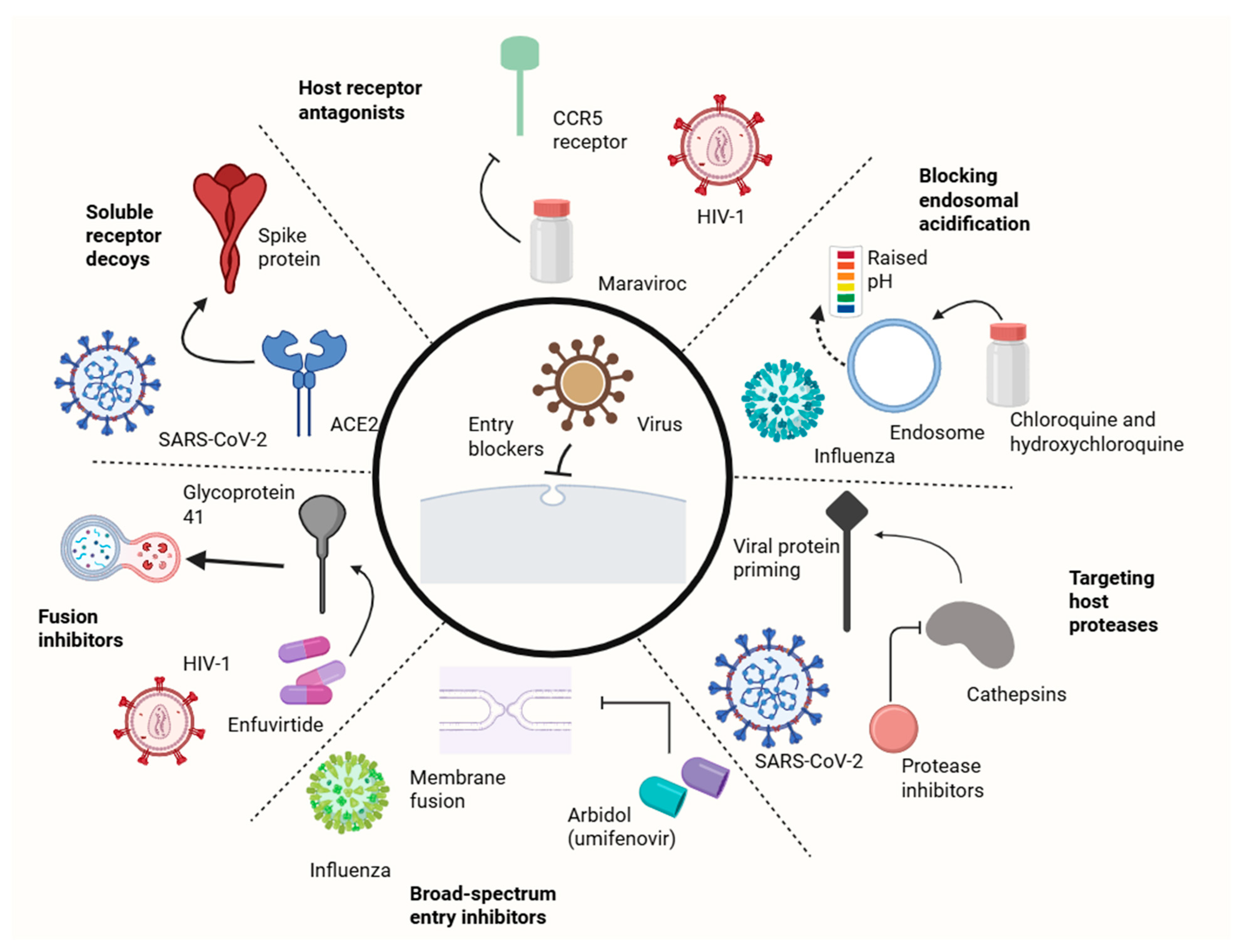 Host Cell Virus Interactions: Molecular Mechanisms, Immune Modulation ...
