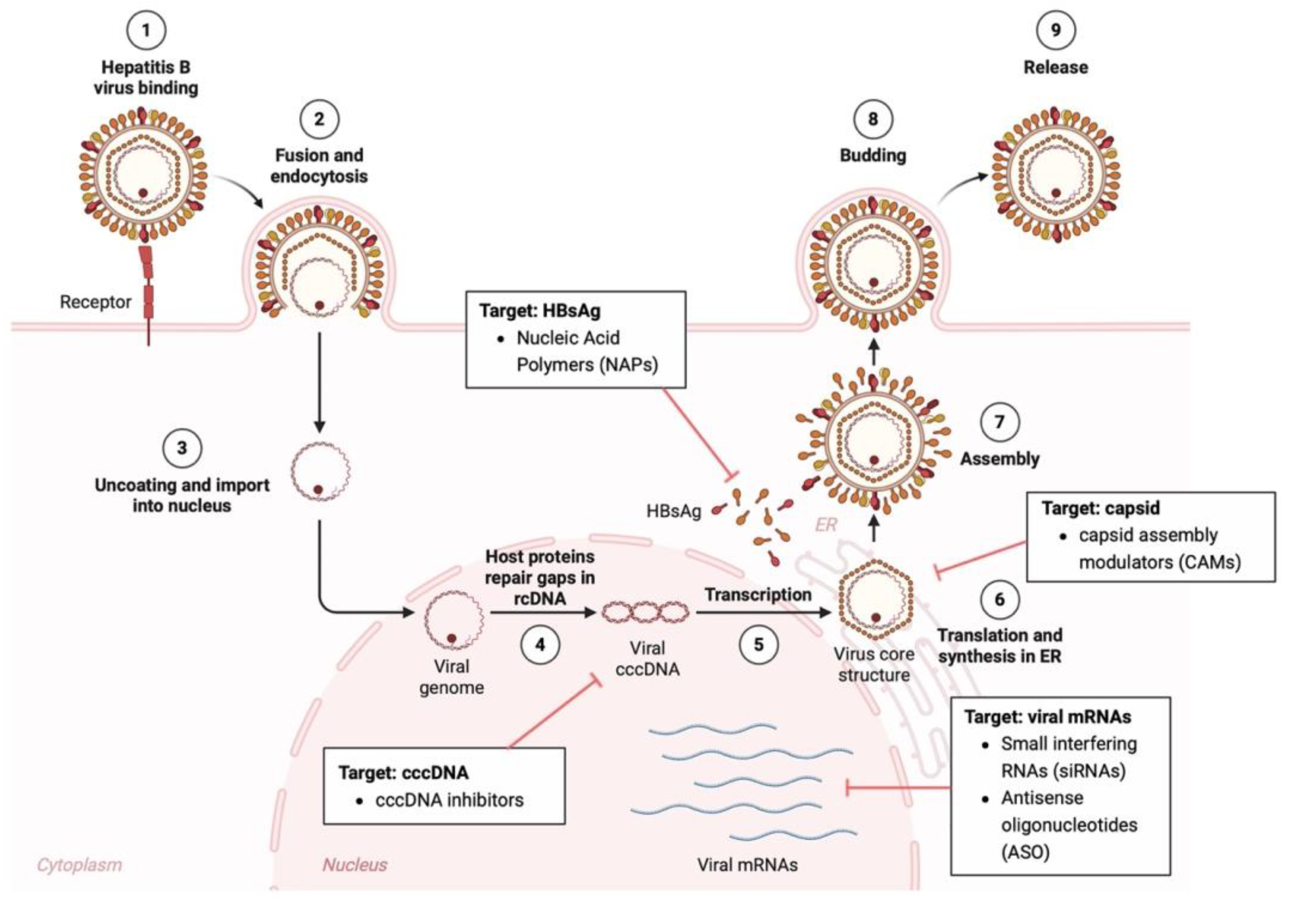 Direct Viral Mechanisms Underlying the Onset of HBV-Related ...