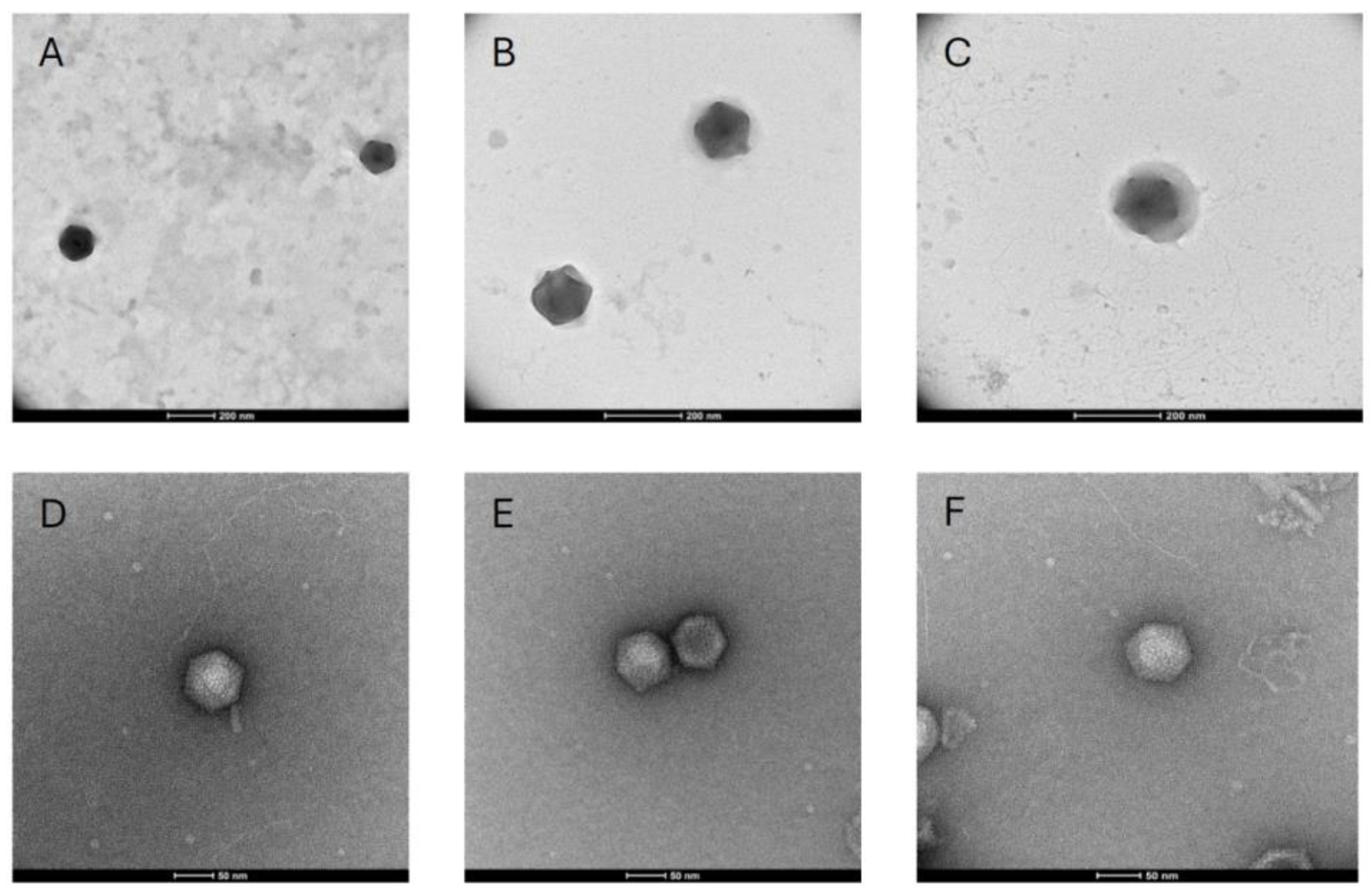 A Polinton-like Virus of C. parva Inhibits the Growth of a Newly ...