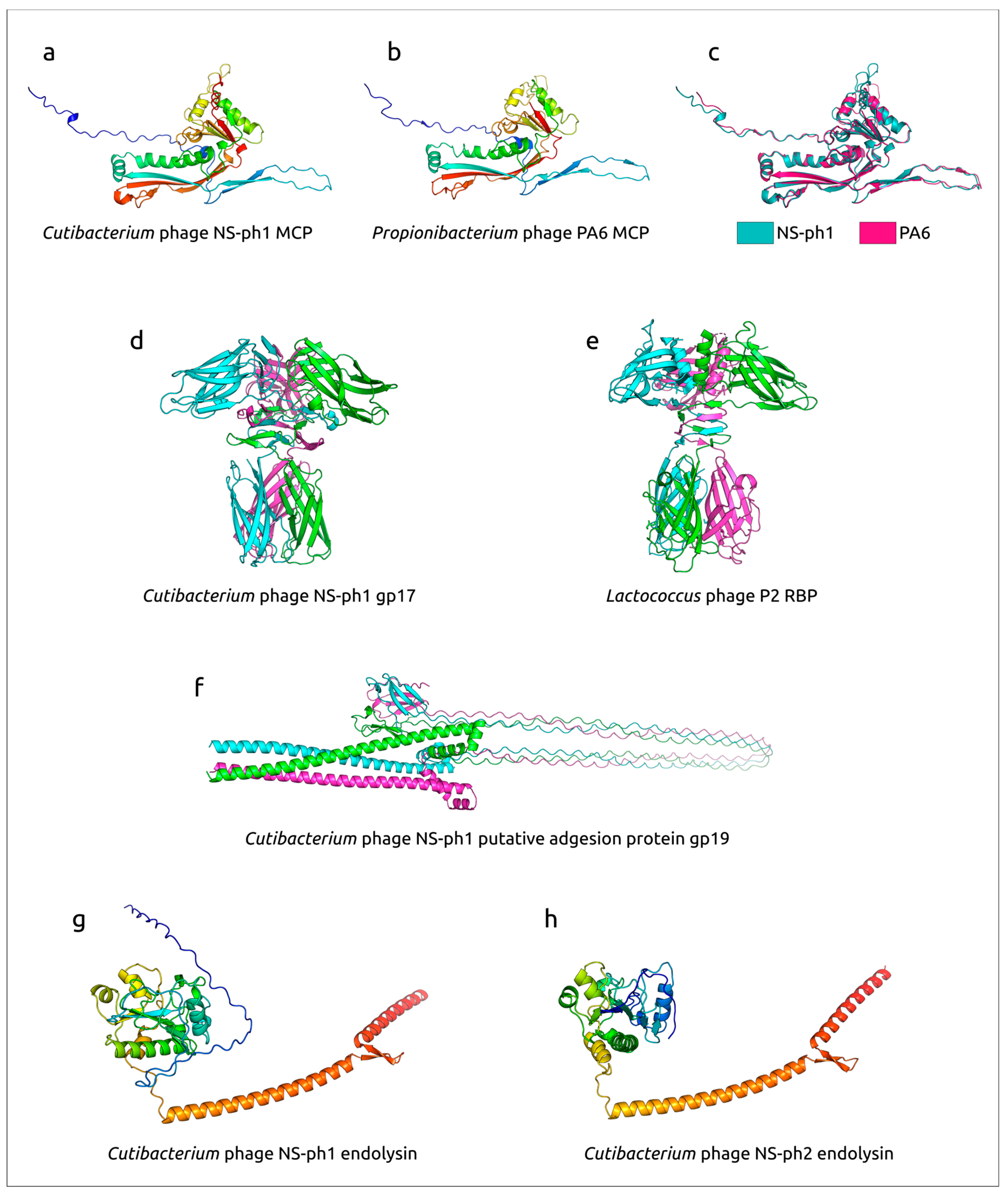 Isolation and Genomic Characterization of Two Lytic Cutibacterium acnes ...