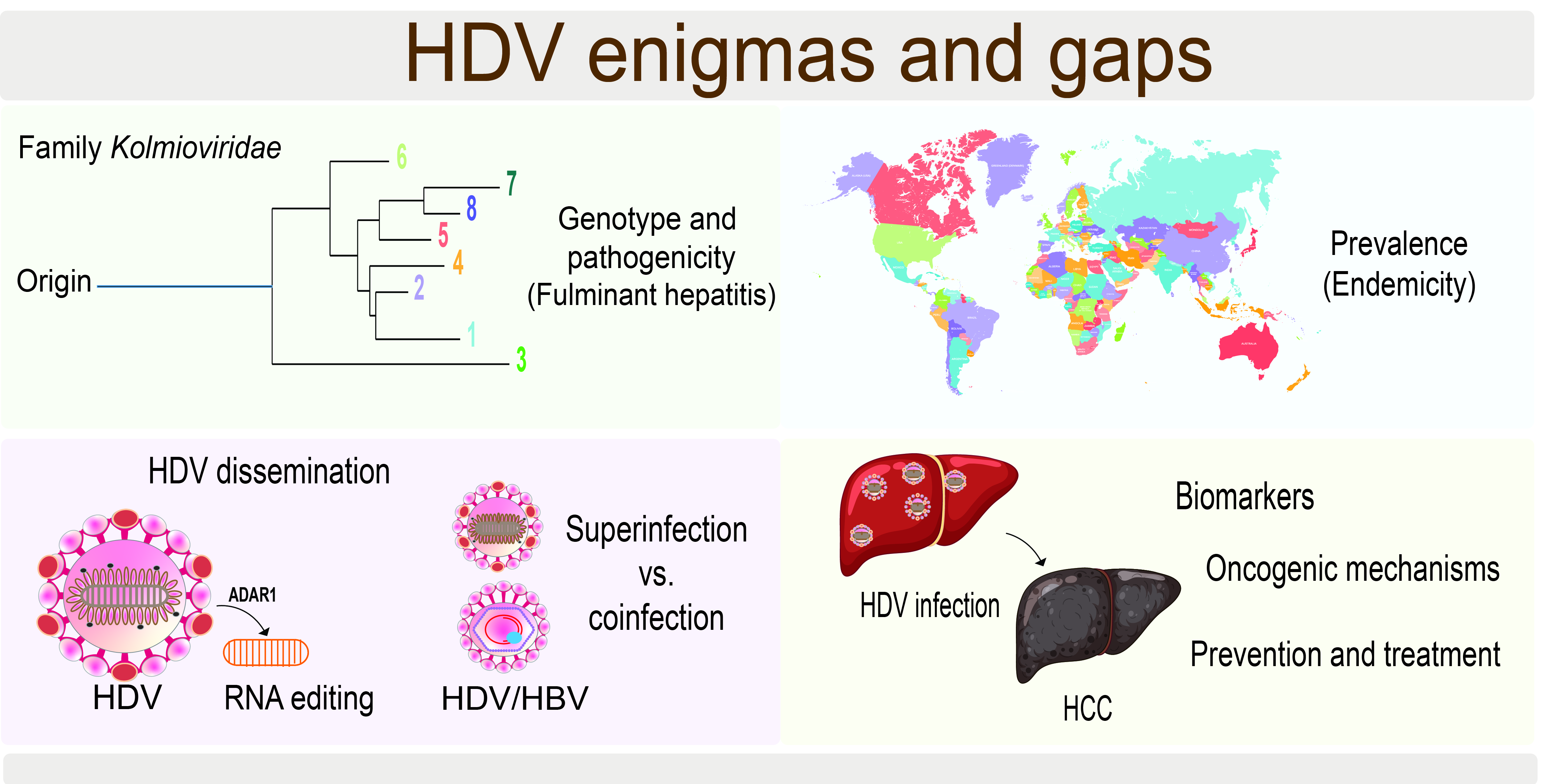 Hepatitis D Virus: Enigmas and Gaps of Knowledge