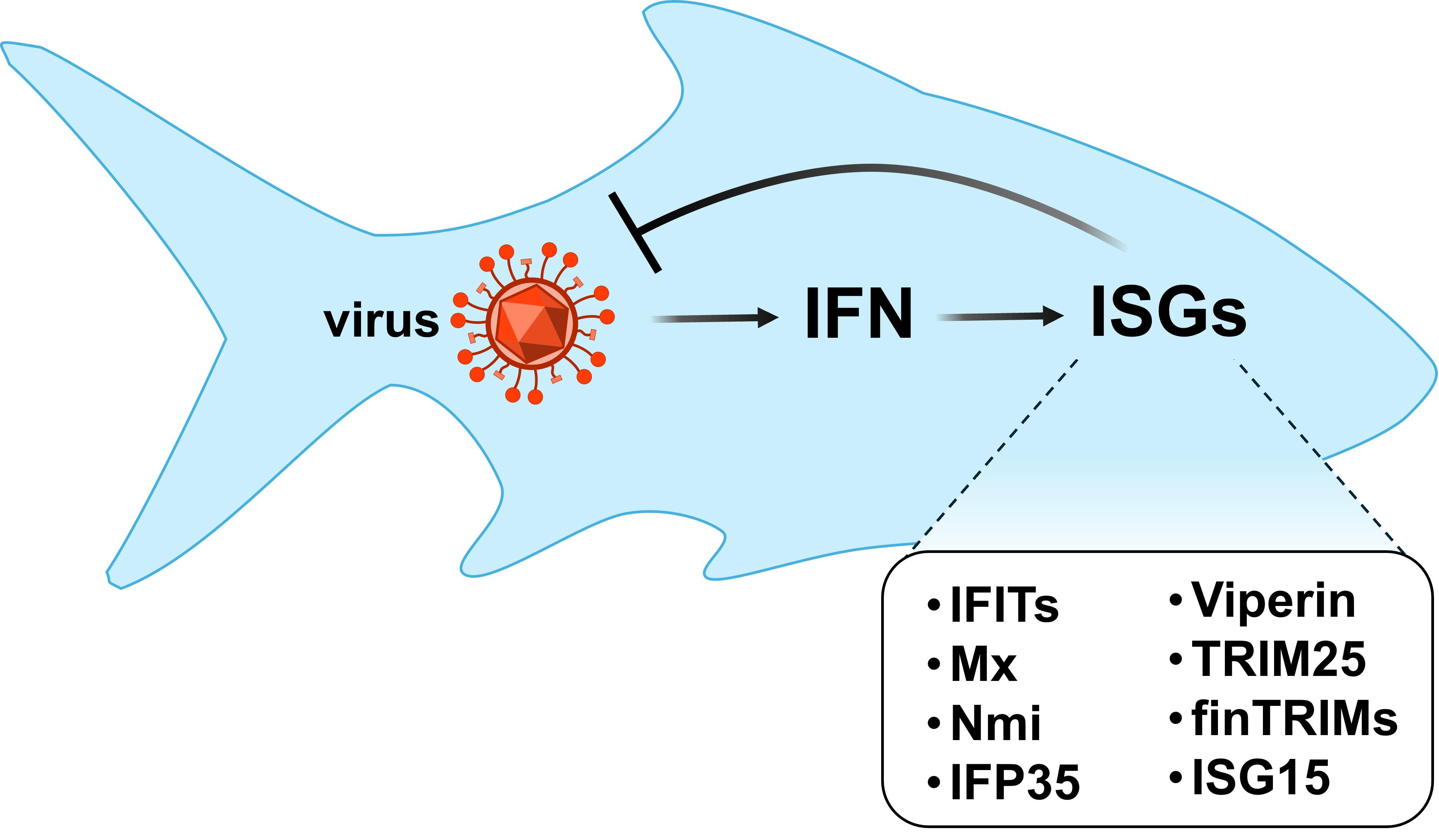 Identification of Fish Interferon-Stimulated Genes and Their Antiviral ...