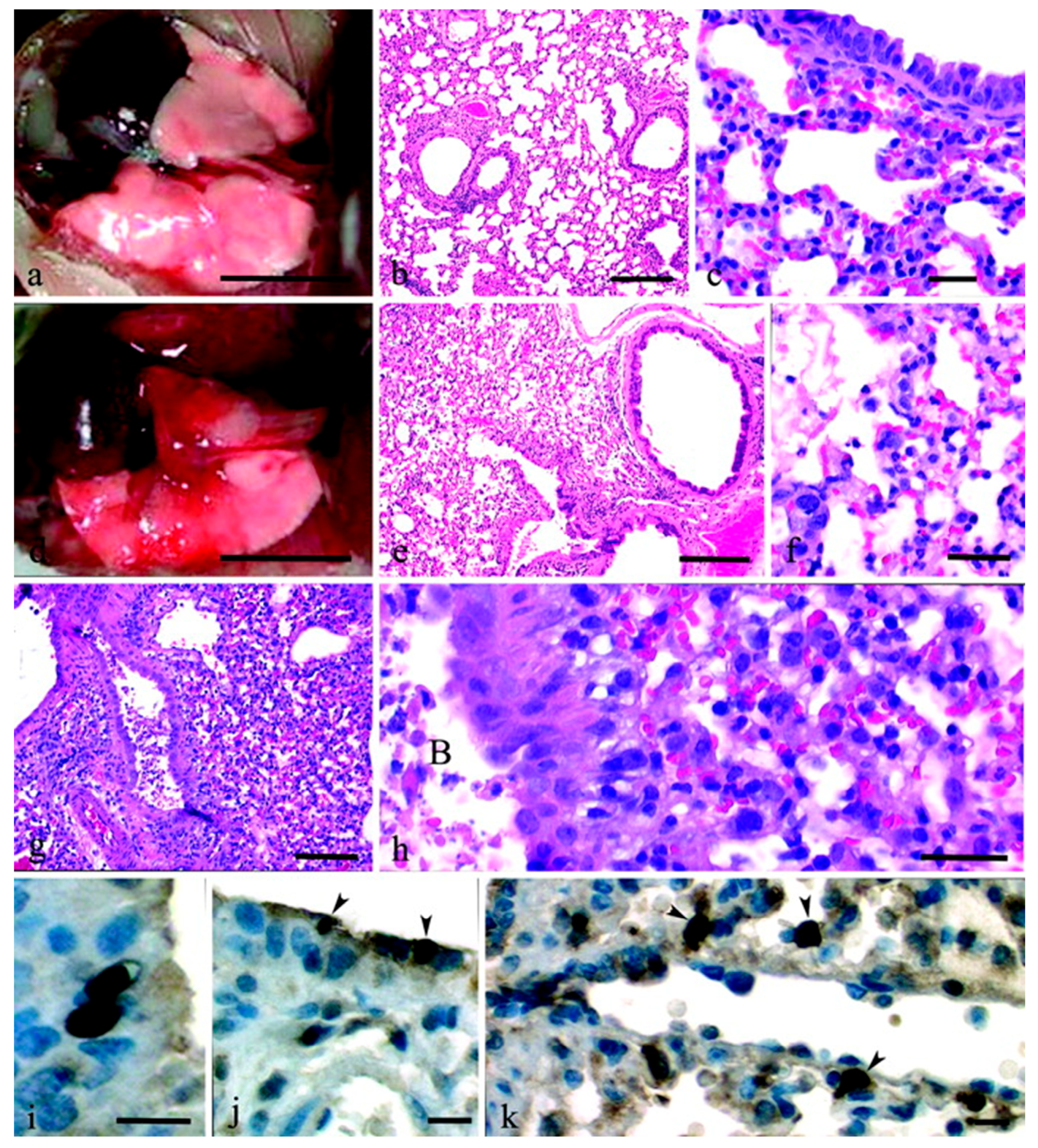 Animal Models for Swine Influenza Virus Research: Pathology, Viral ...