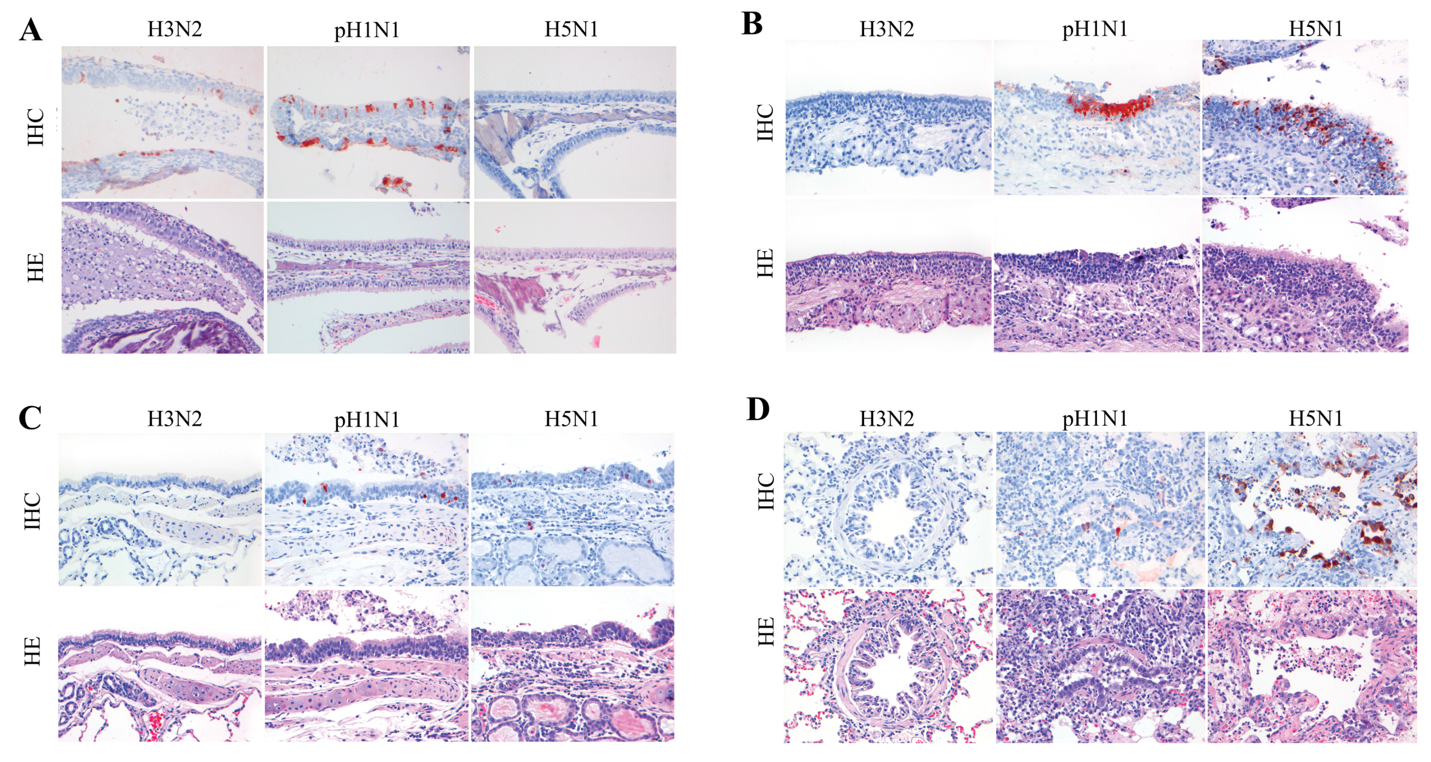Animal Models for Swine Influenza Virus Research: Pathology, Viral ...