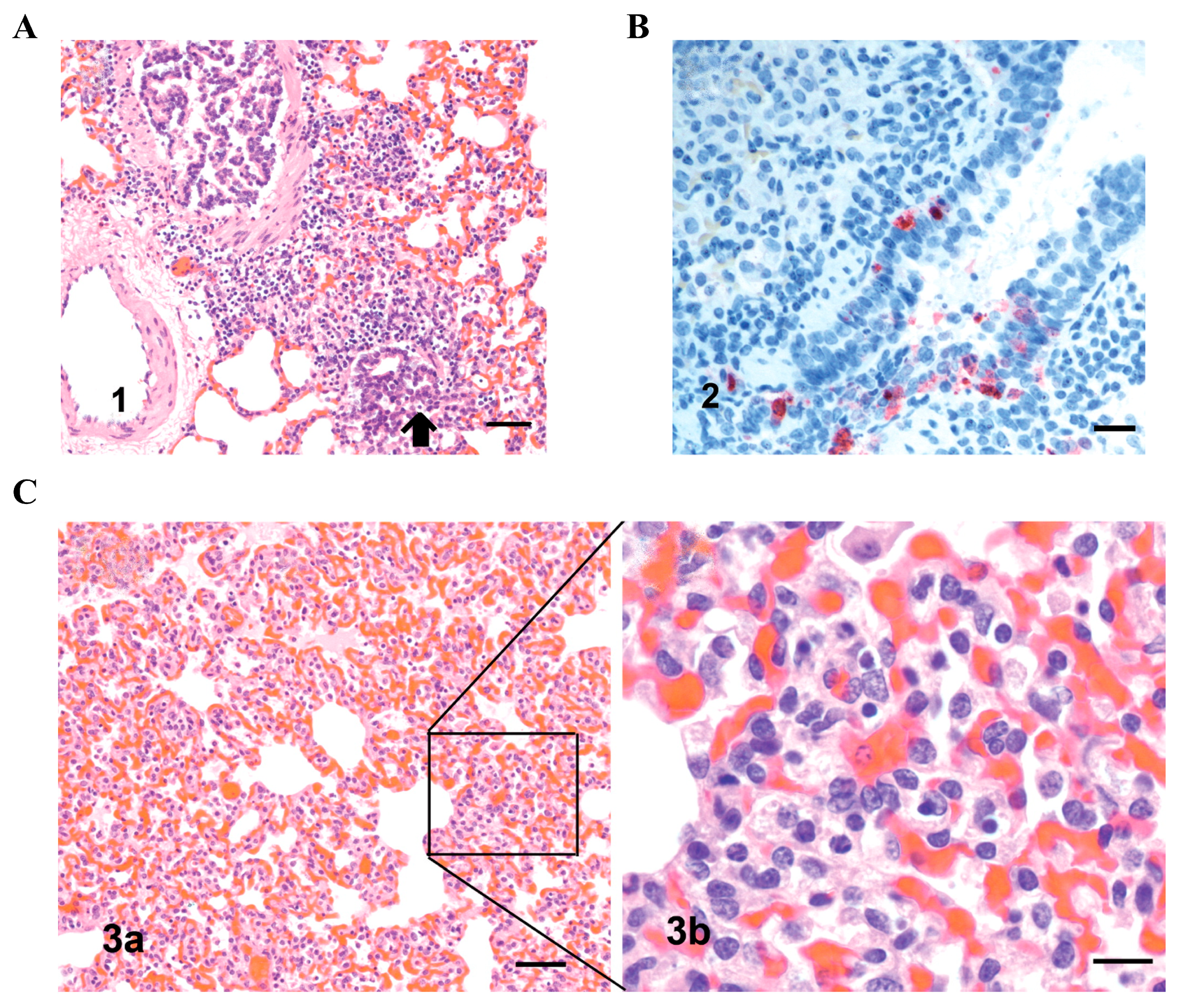 Animal Models for Swine Influenza Virus Research: Pathology, Viral ...