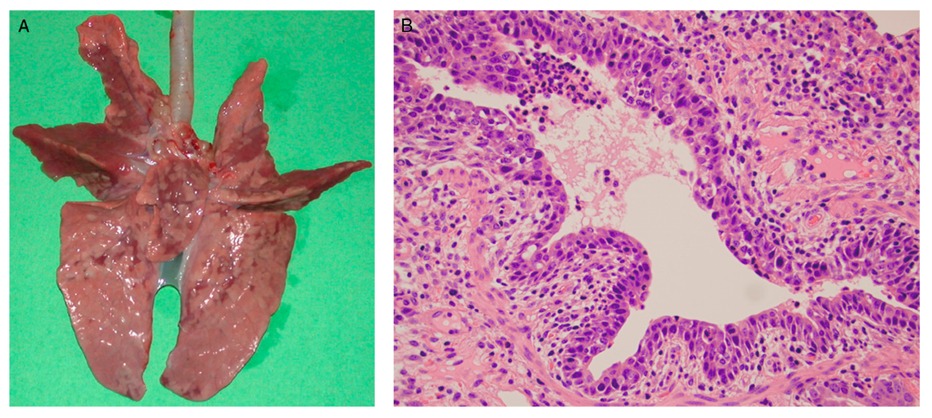 Animal Models for Swine Influenza Virus Research: Pathology, Viral ...